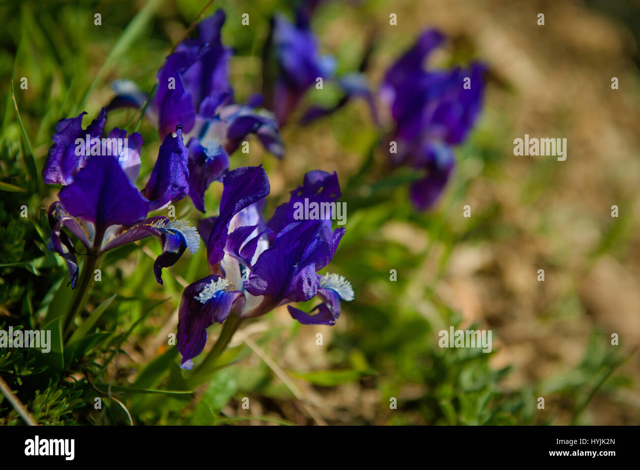 Beautiful wild spring flower, Irises Stock Photo - Alamy