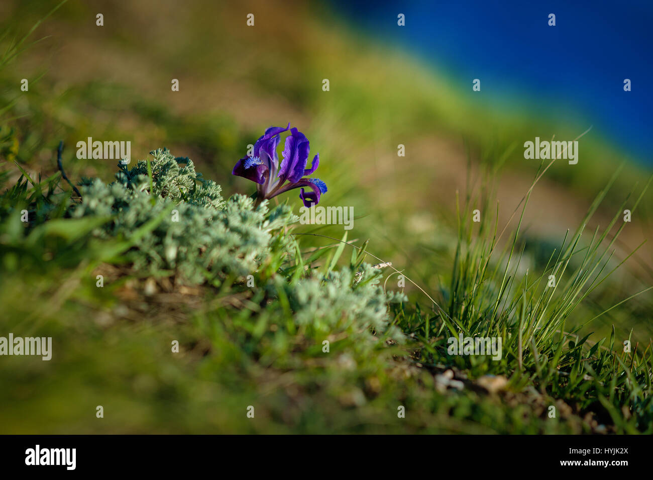 Wild iris, Iris aphylla subsp. hungarica growing in forest Stock Photo ...
