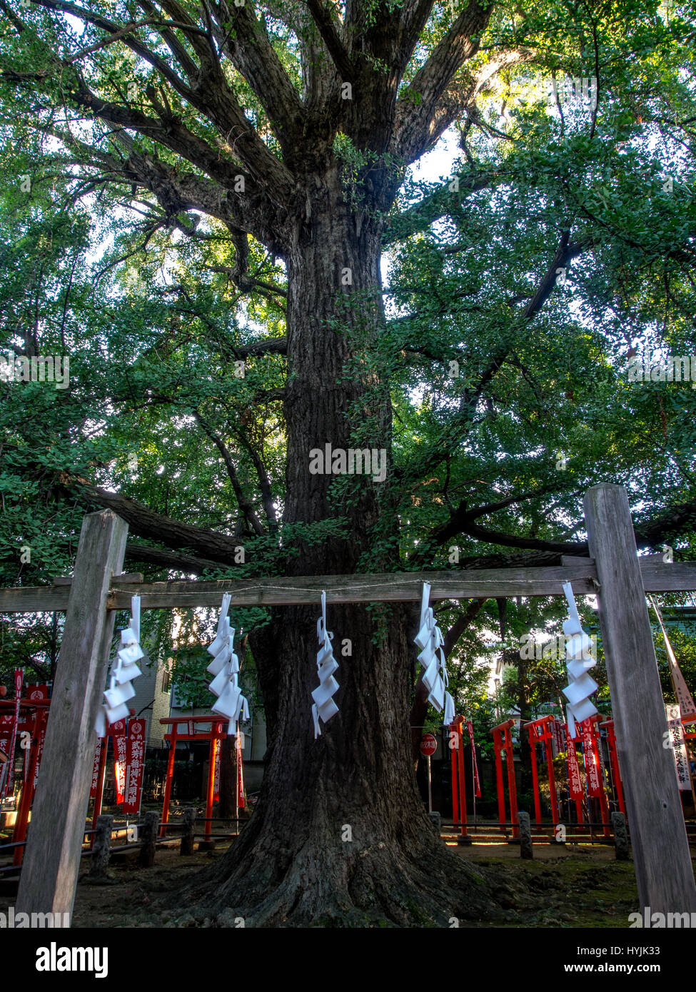 Sacred ginko tree Kishibojin-do Temple, Ikebukuro, Tokyo, Japan Stock ...