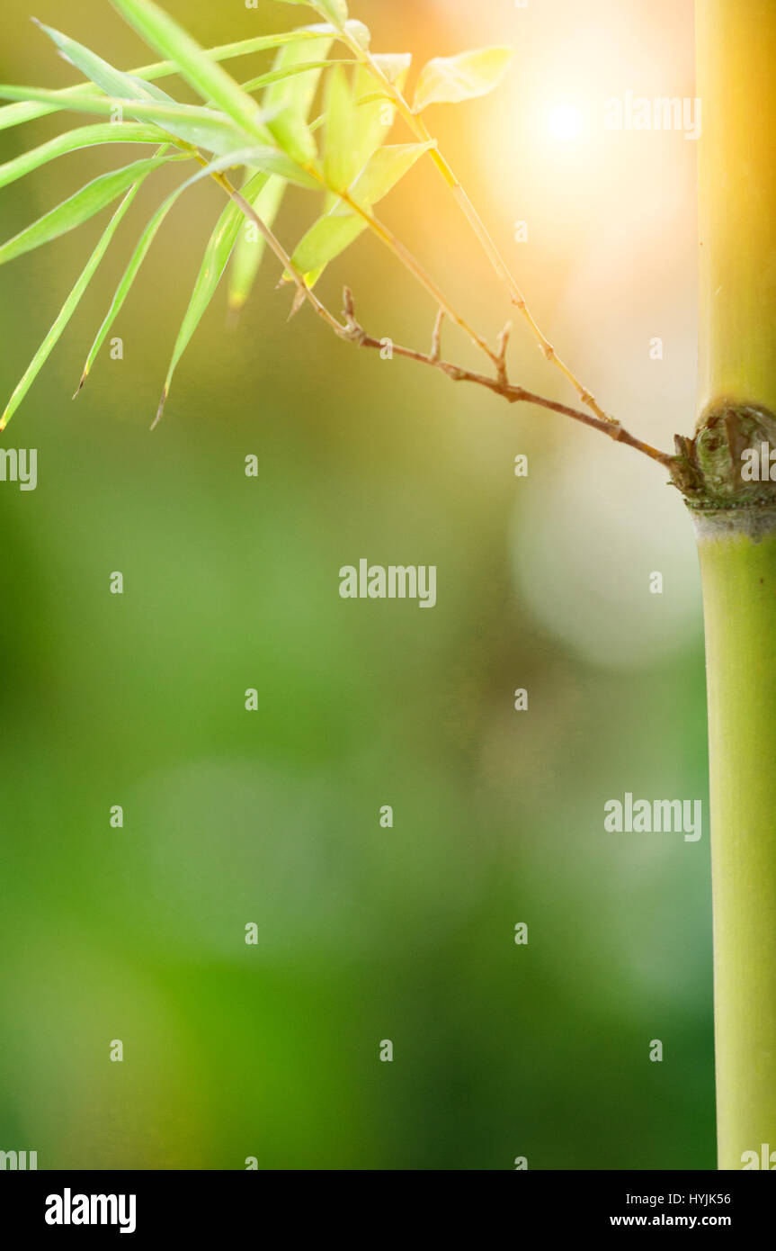 bamboo forest in the morning Stock Photo - Alamy