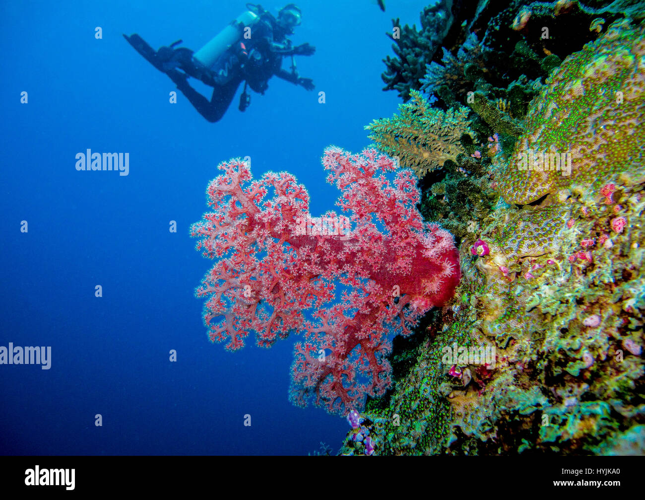 Scuba pink hi-res stock photography and images - Alamy