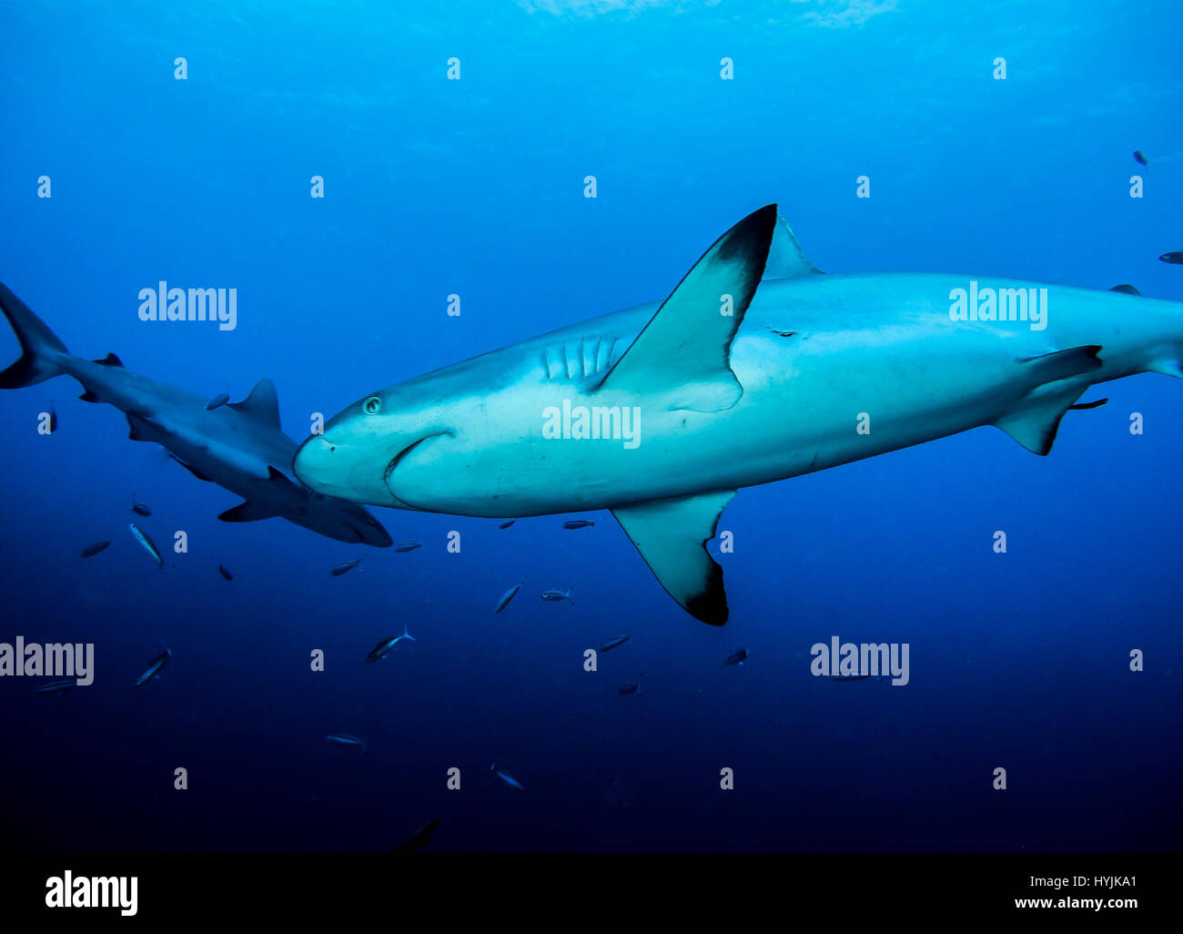 Shark activity hi-res stock photography and images - Alamy