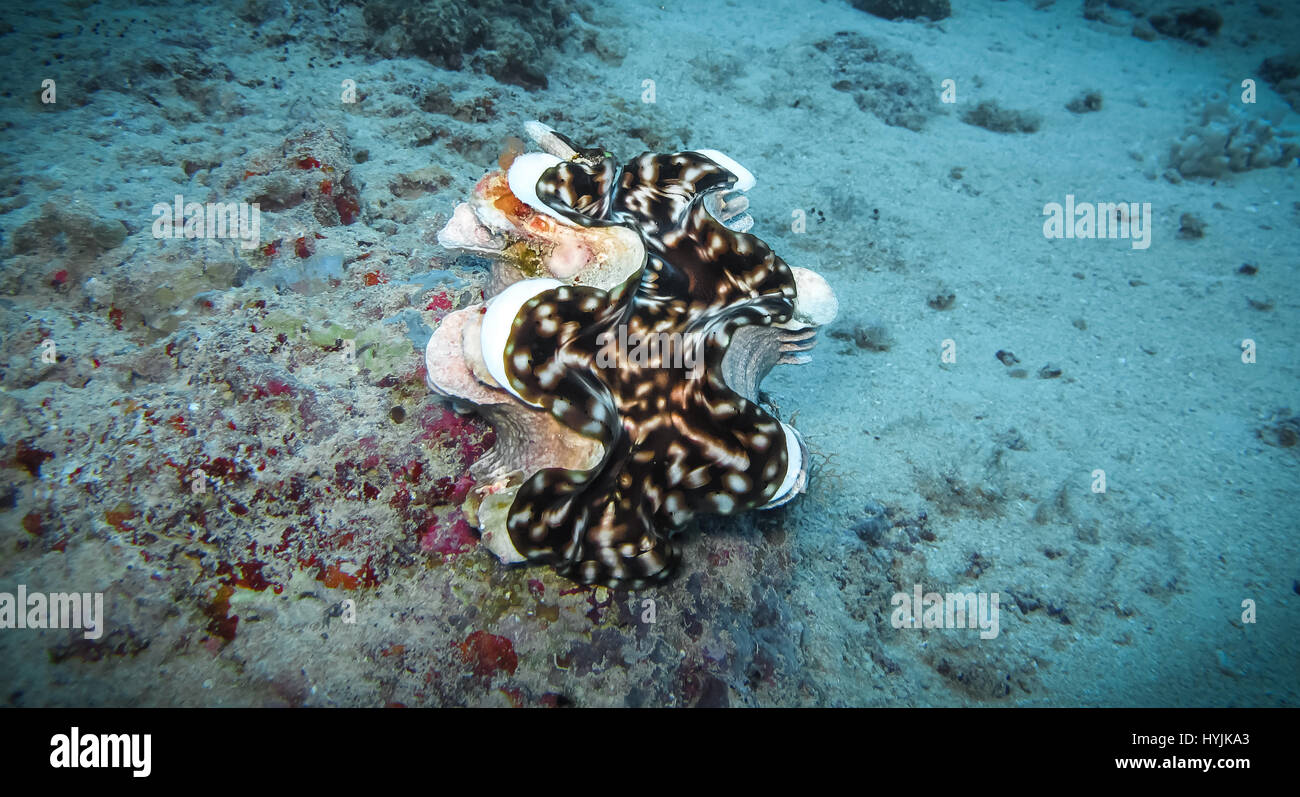 Fiji scuba diving hi-res stock photography and images - Alamy