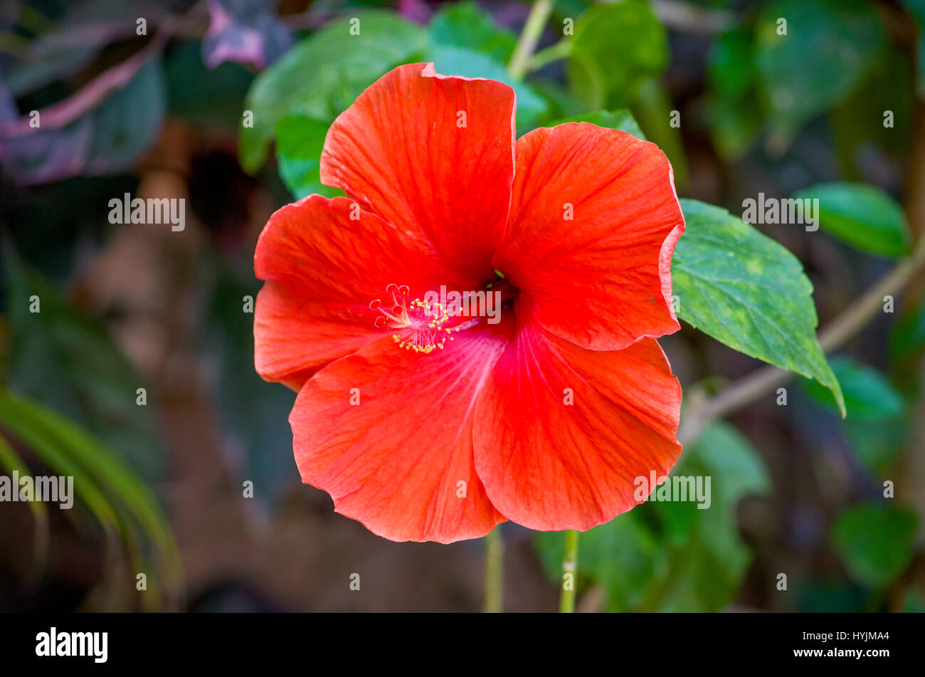 Tropical flower of Asia hibiscus is red Stock Photo - Alamy