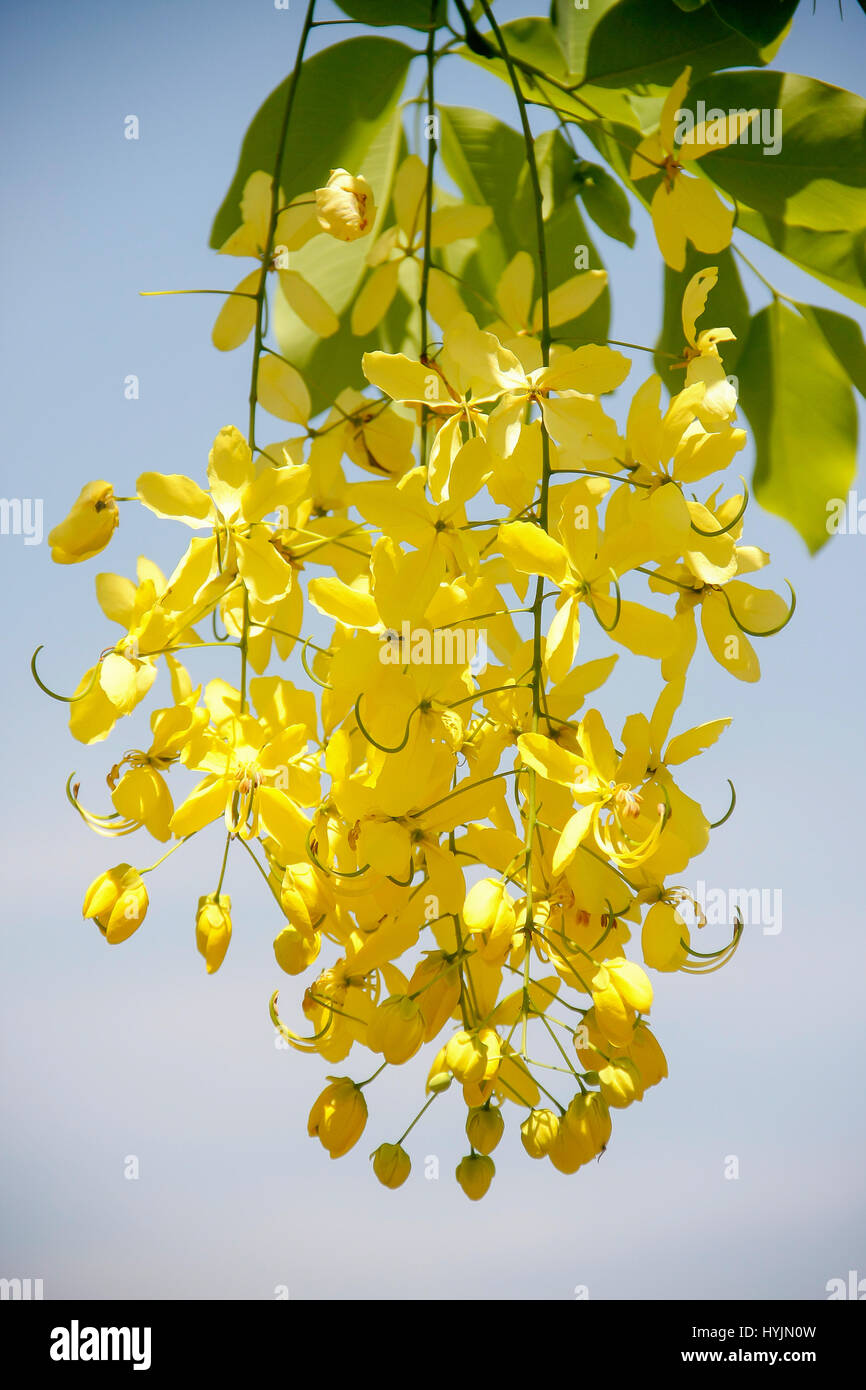 Golden tree cassia fistula flowering hi-res stock photography and ...