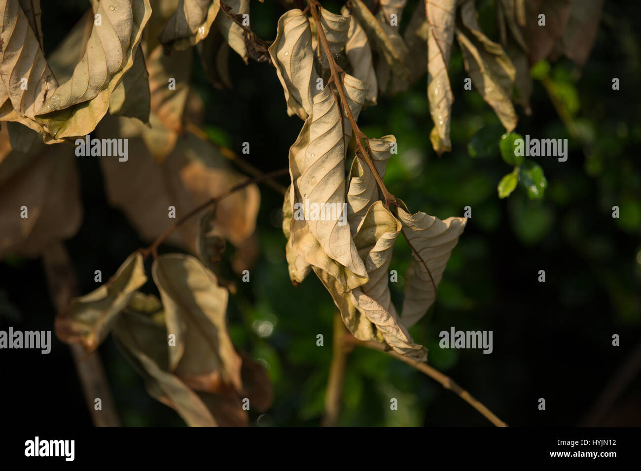 Close up Brown dry leaf of die rambutan fruit Stock Photo - Alamy