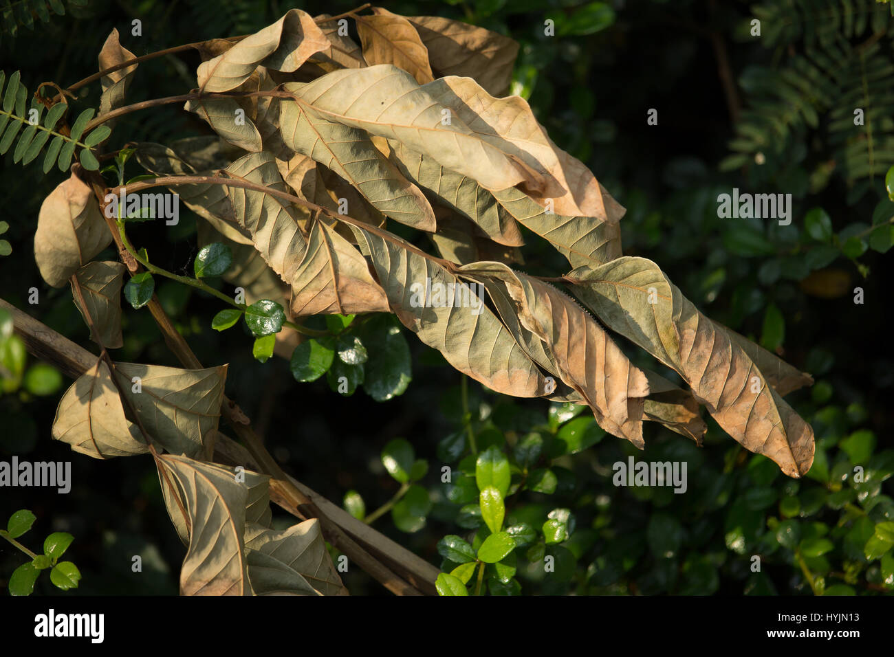 Close up Brown dry leaf of die rambutan fruit Stock Photo - Alamy