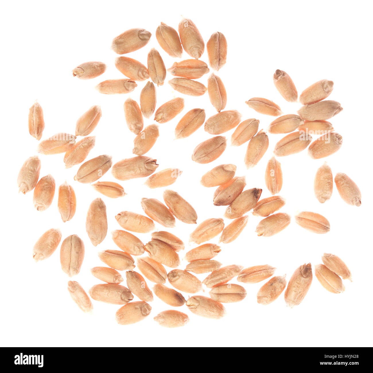 wheat grain isolated on white background Stock Photo - Alamy
