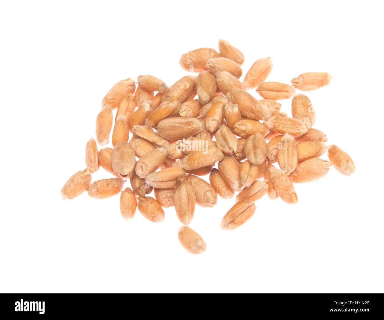 wheat grain isolated on white background Stock Photo - Alamy