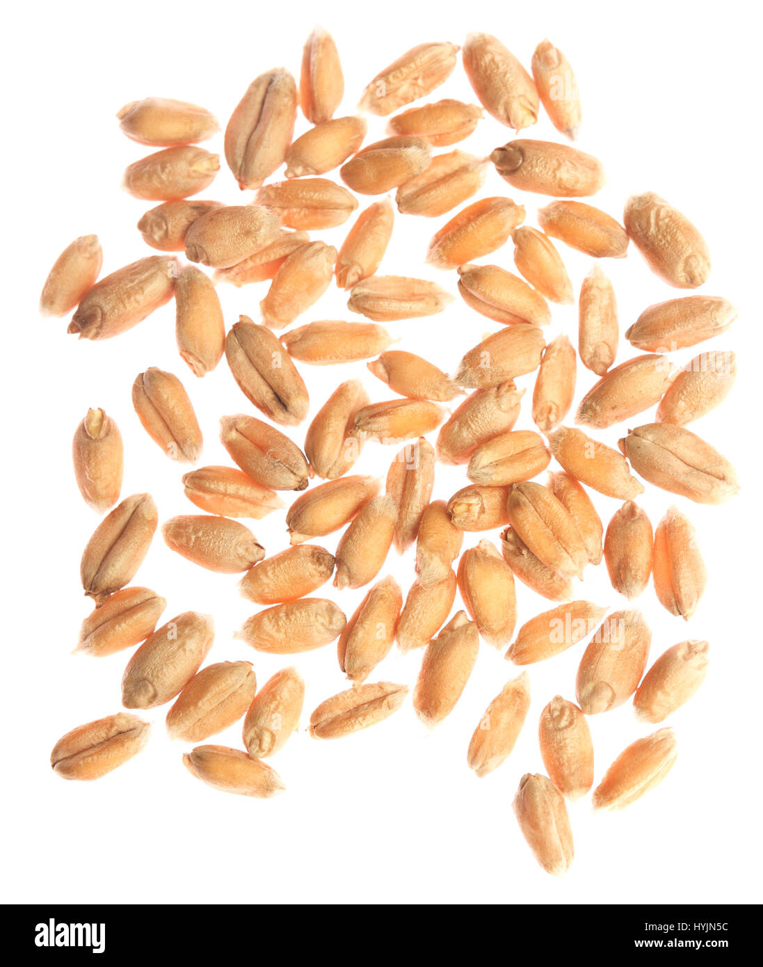 wheat grain isolated on white background Stock Photo - Alamy