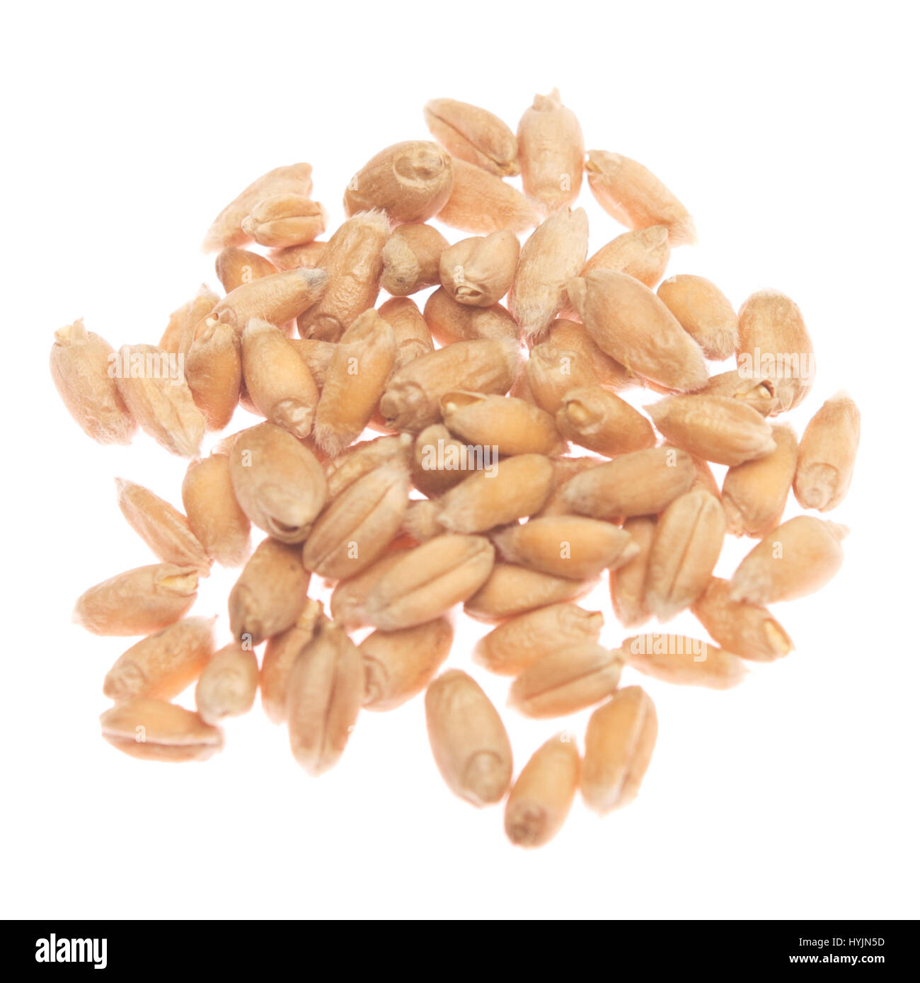 wheat grain isolated on white background Stock Photo - Alamy