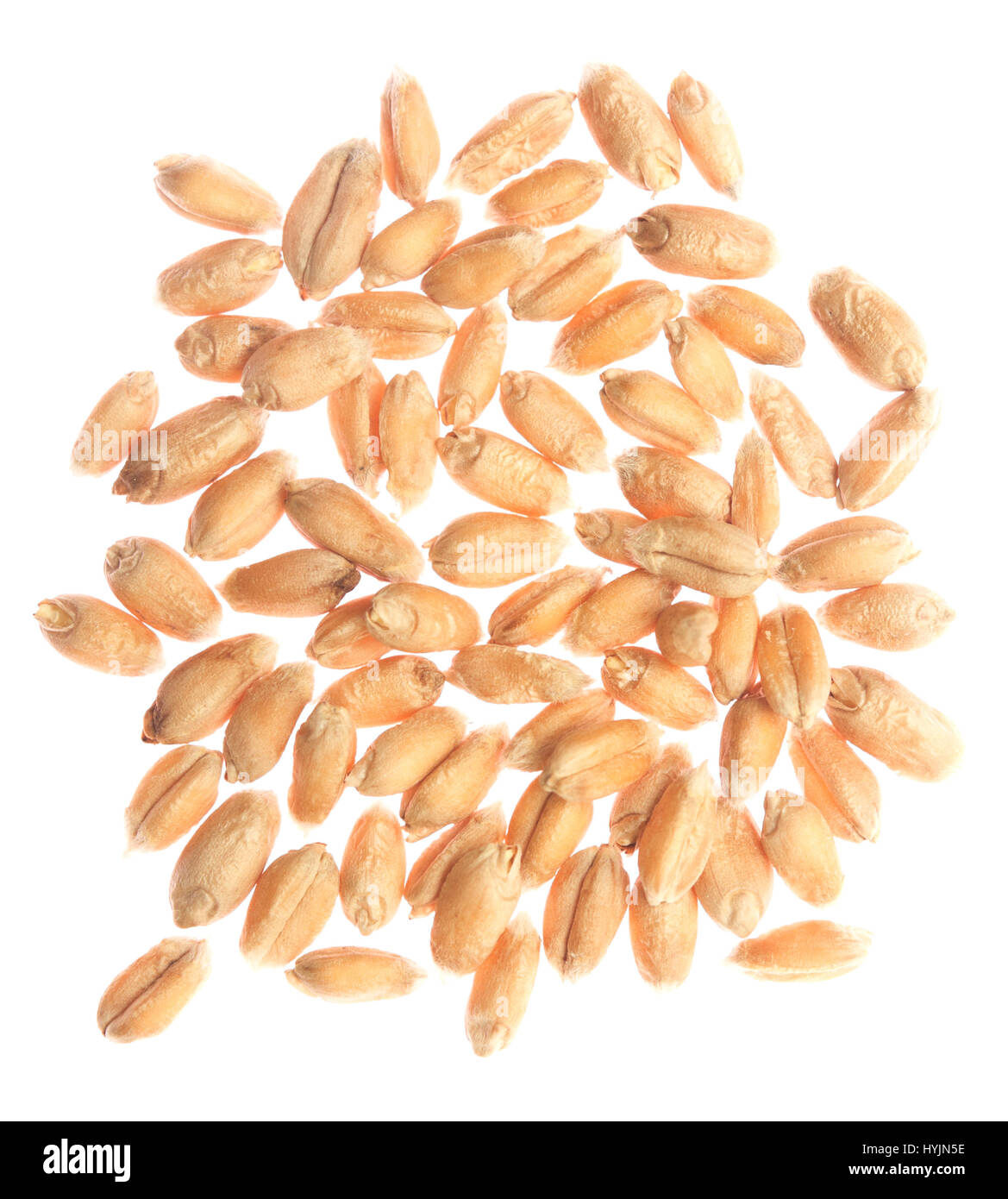 wheat grain isolated on white background Stock Photo - Alamy