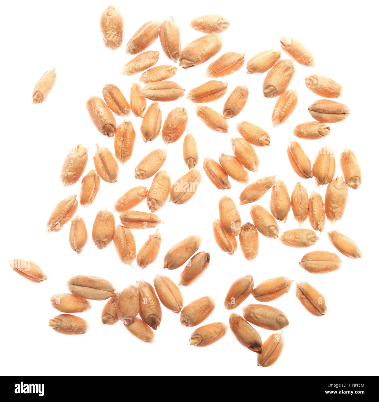 wheat grain isolated on white background Stock Photo - Alamy