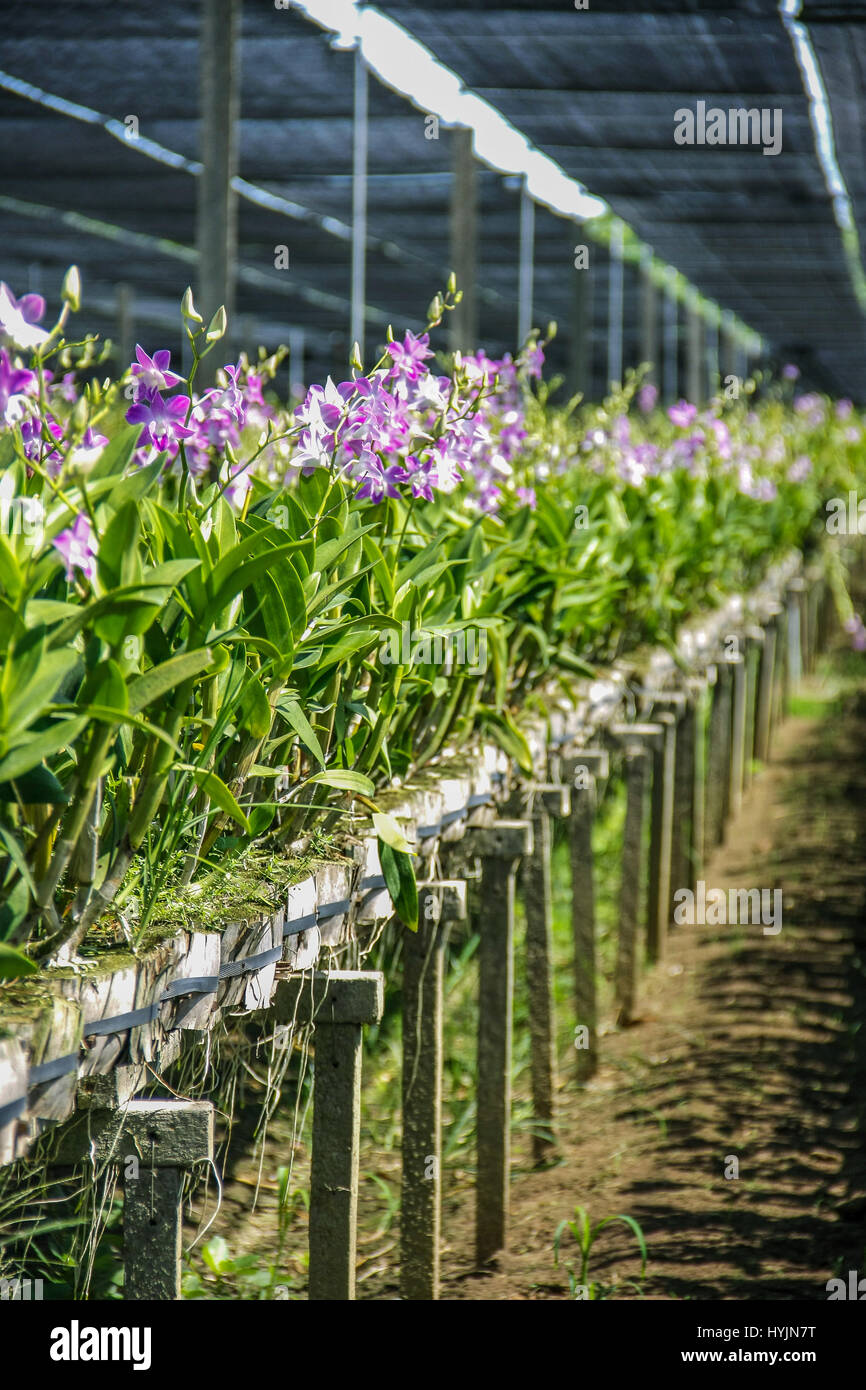 beautiful orchid farm agriculture under sunshade net Stock Photo - Alamy