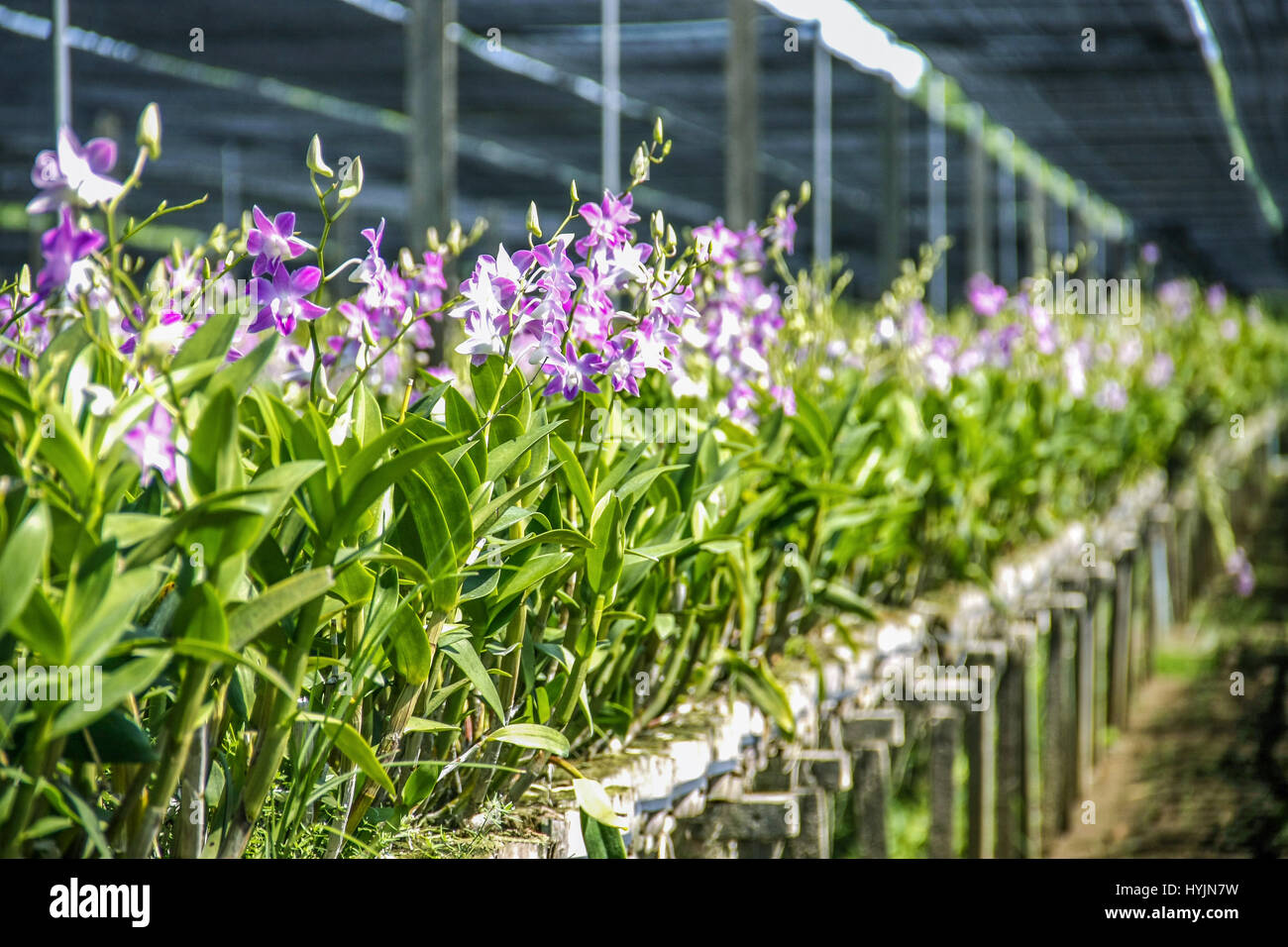 Orchid farm hi-res stock photography and images - Alamy