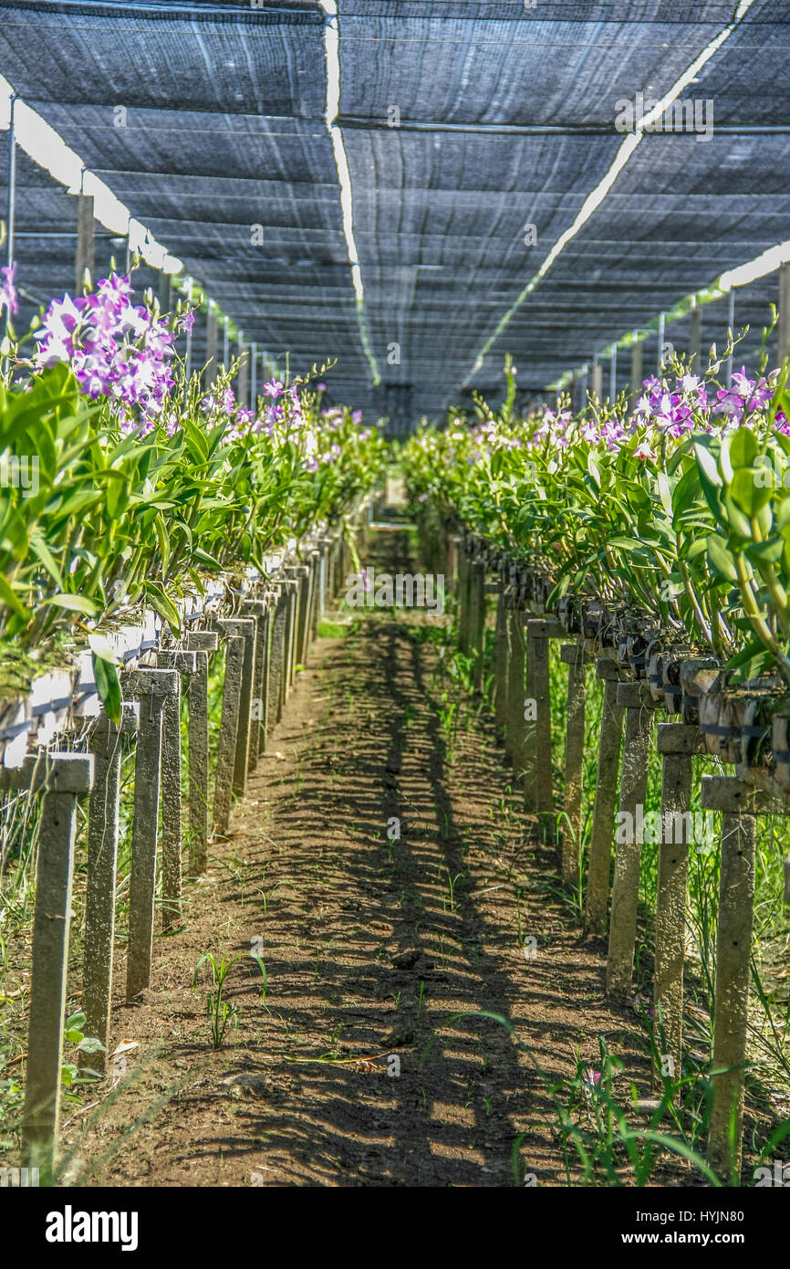 Orchid farm hi-res stock photography and images - Alamy