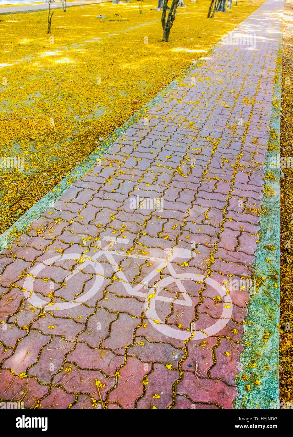 bike pavement in pathway with beautiful yellow flowers on park Stock ...