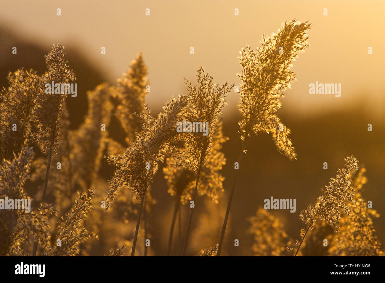 Common reed Phragmites australis seed head at sunset, Somerset, England ...