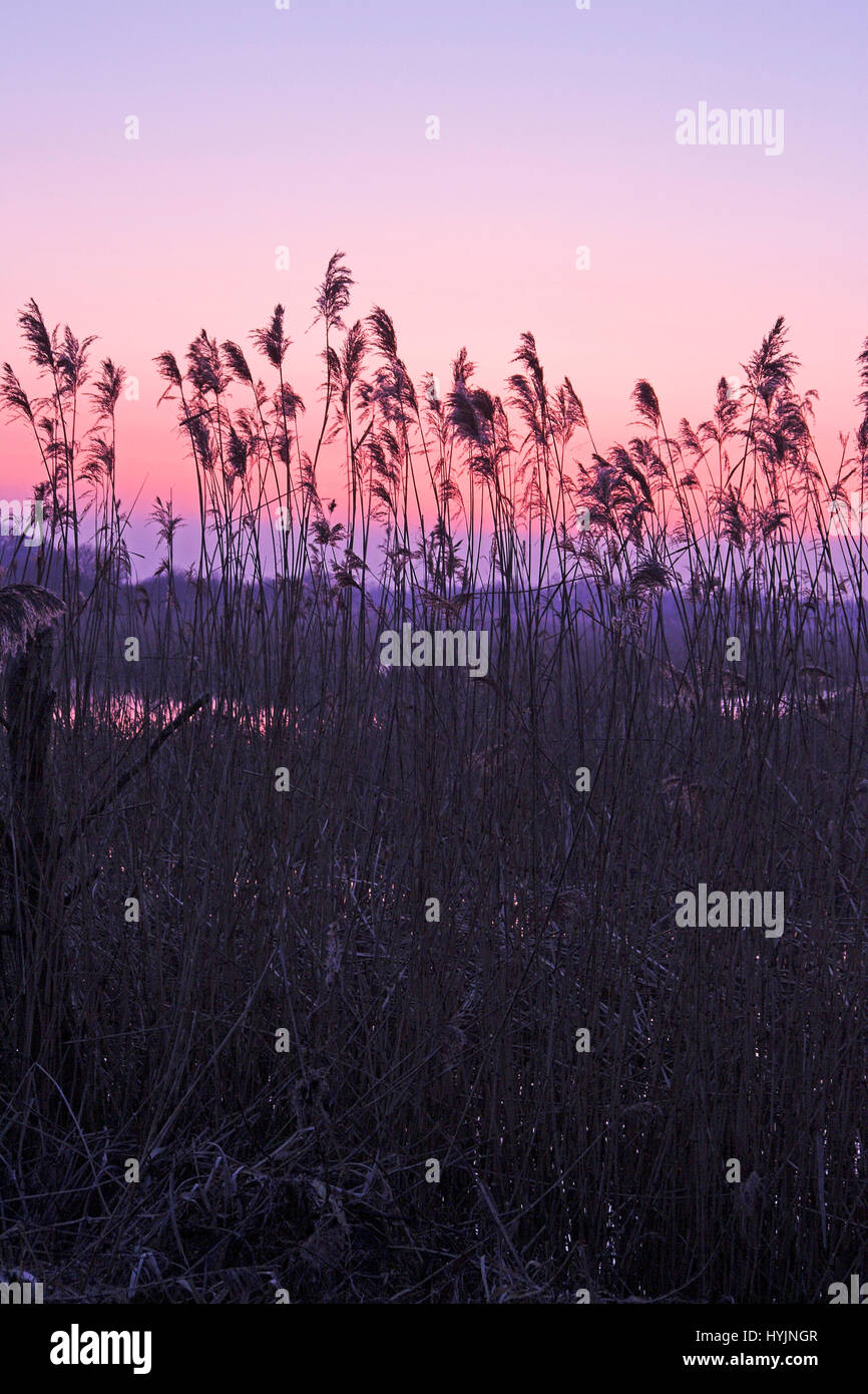 Common reed Phragmites australis seed head at sunset, Somerset, England ...