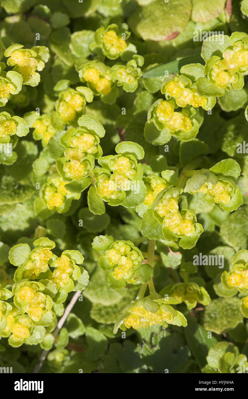 Opposite-leaved golden-saxifrage Chrysosplenium oppositifolium, Mull of ...