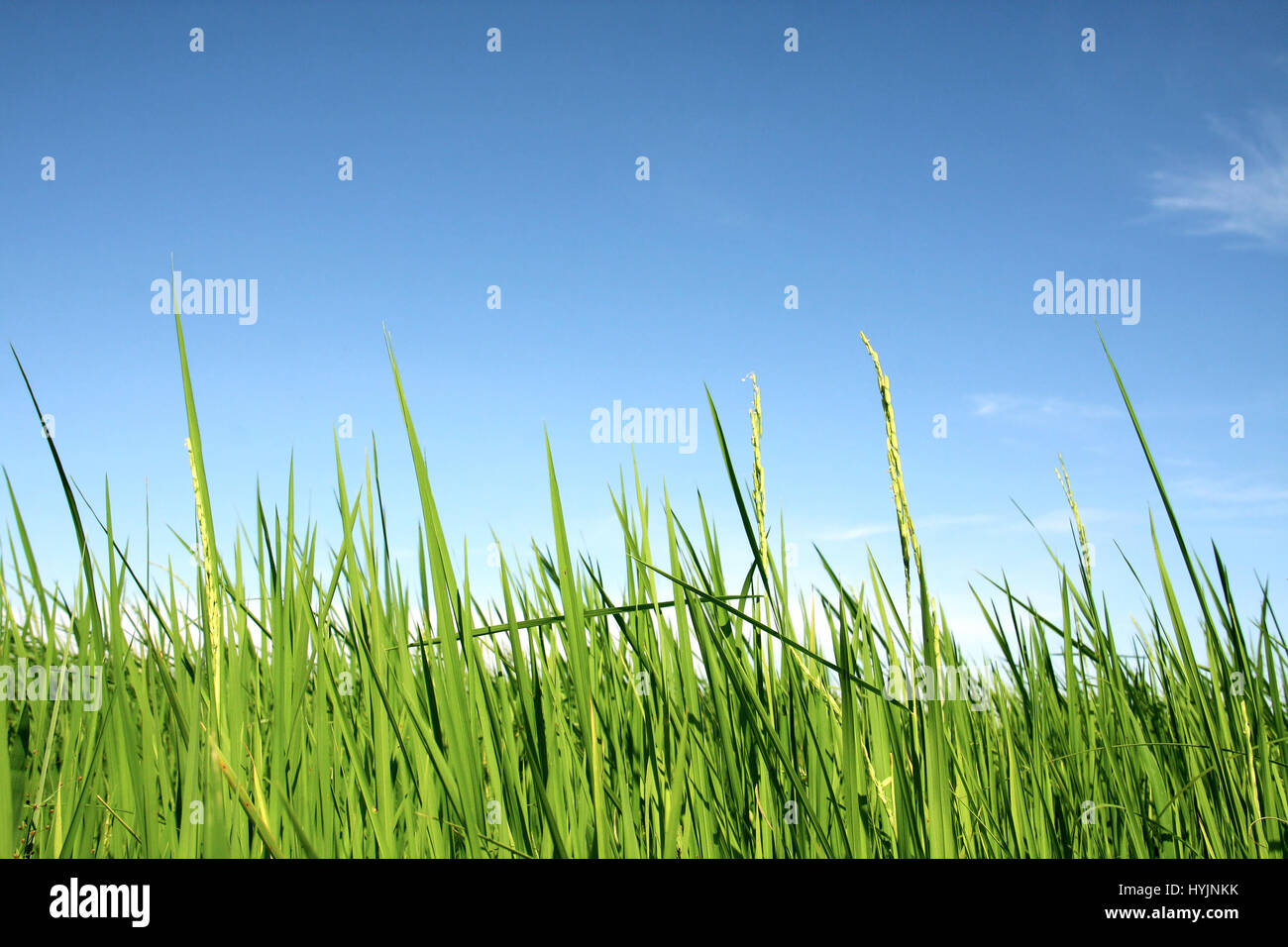 beautiful of green rice with blue sky for wallpaper and background ...