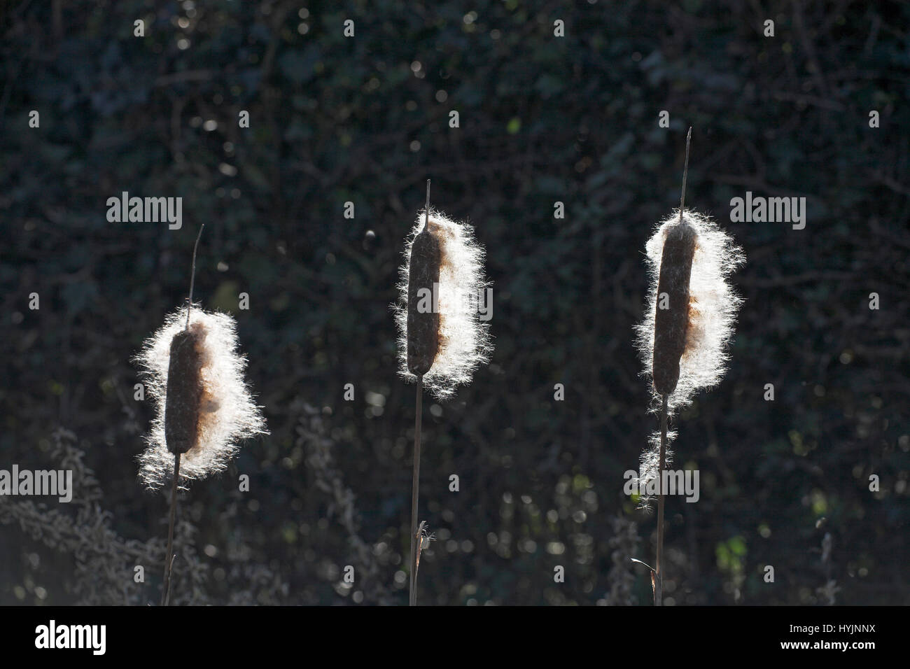 Greater reedmace Typha latifolia shedding seeds Ringwood Hampshire ...