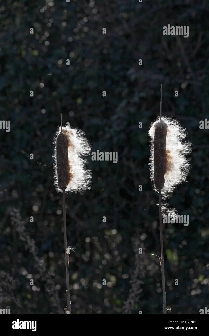 Greater reedmace Typha latifolia shedding seeds Ringwood Hampshire ...