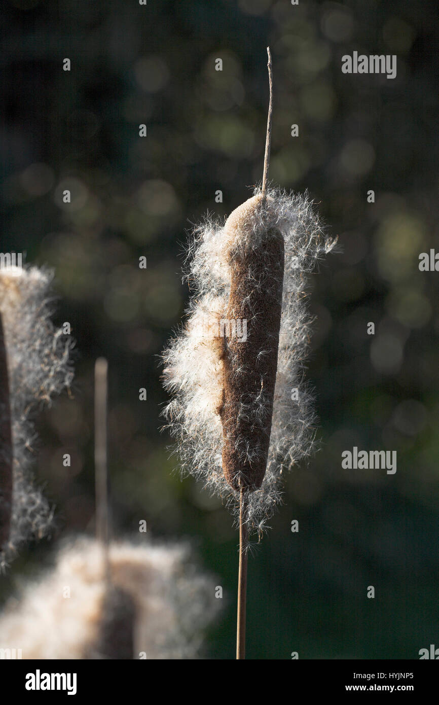 Greater reedmace Typha latifolia shedding seeds Ringwood Hampshire ...