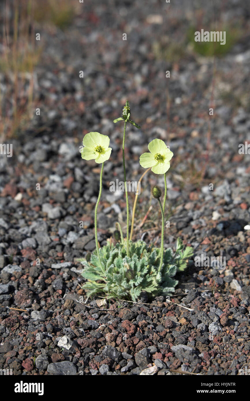 Radicatum hi-res stock photography and images - Alamy
