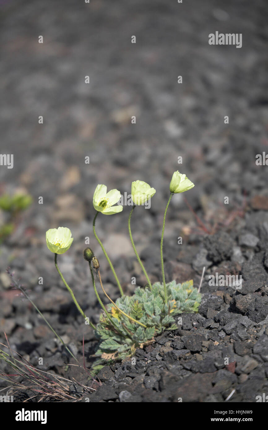 Papaver radicatum hi-res stock photography and images - Alamy