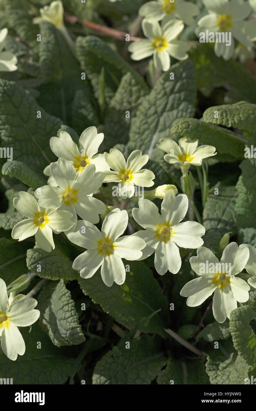 Primrose Primula vulgaris blooming in spring England Stock Photo - Alamy