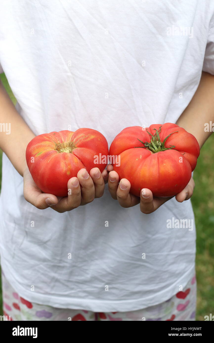 Heirloom Tomato In Hand