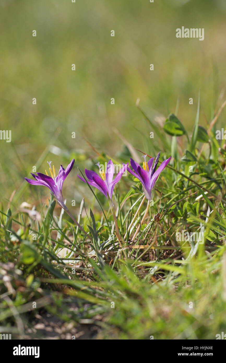 Romulea romulea requienii hi-res stock photography and images - Alamy