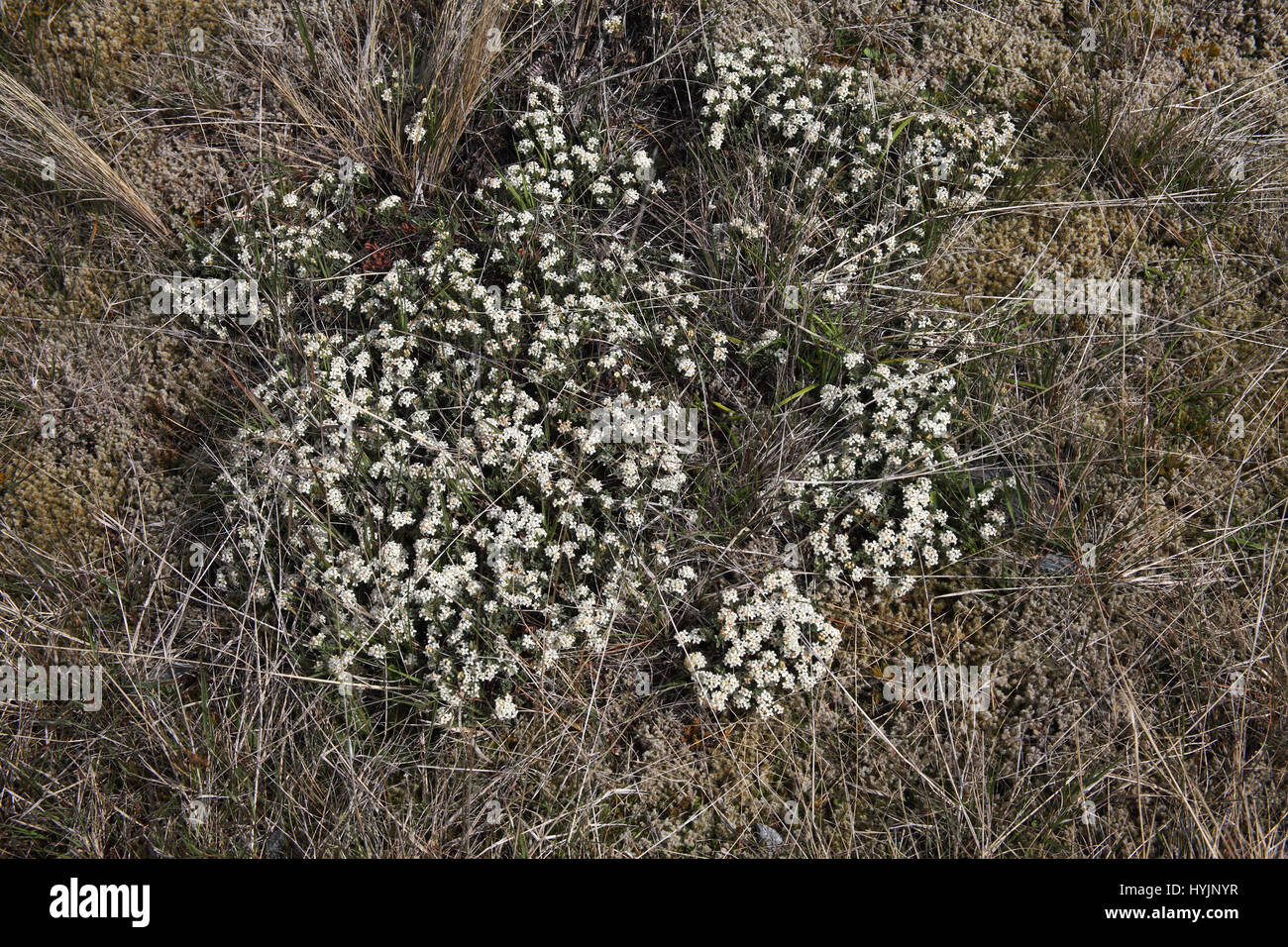 Pimelia prostrata hi-res stock photography and images - Alamy