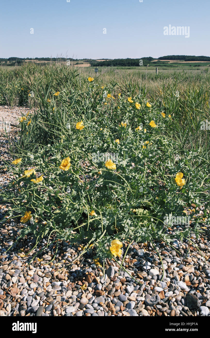 Yellow horned-poppy Glaucium flavum Stock Photo - Alamy