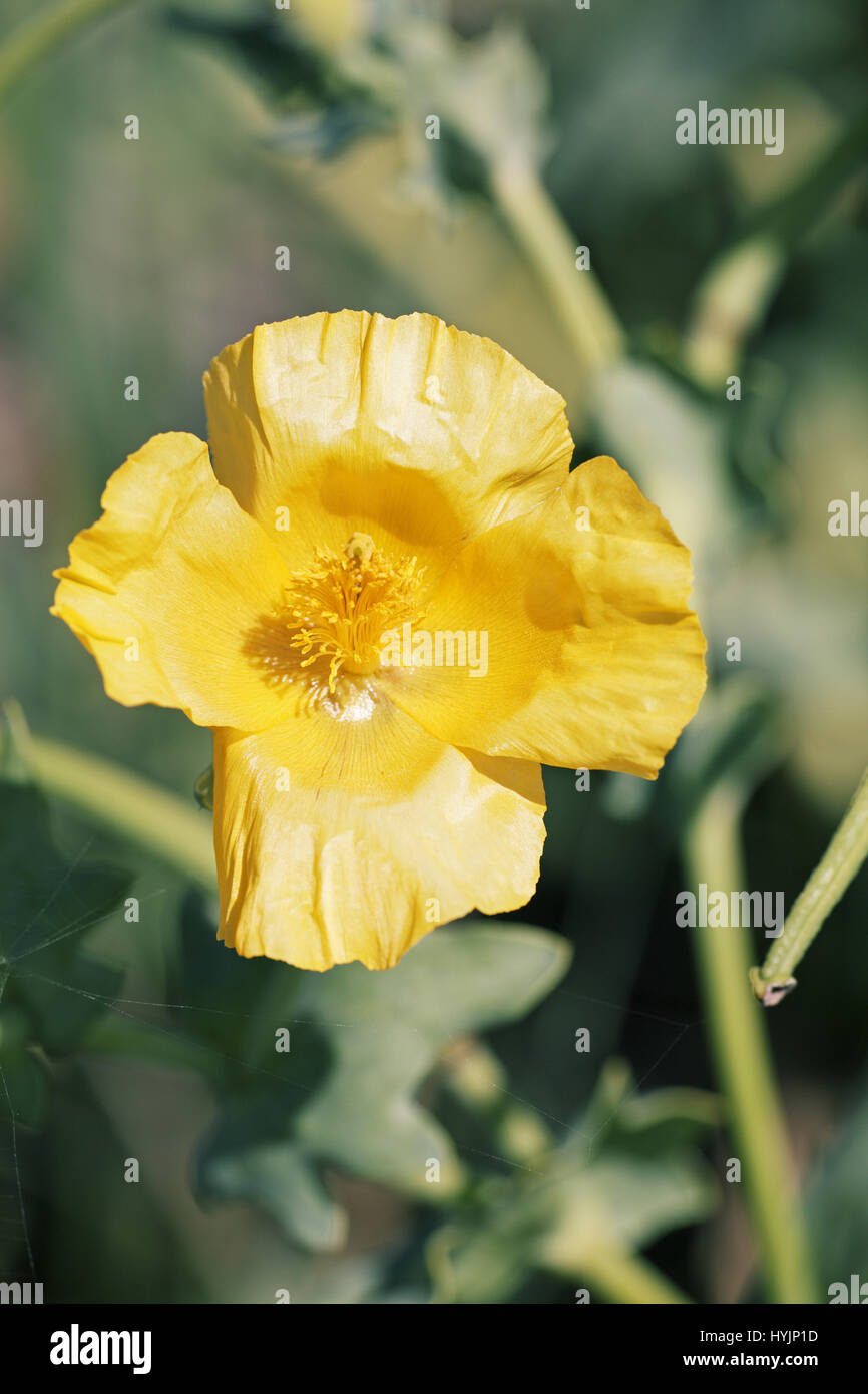 Yellow horned-poppy Glaucium flavum Stock Photo - Alamy