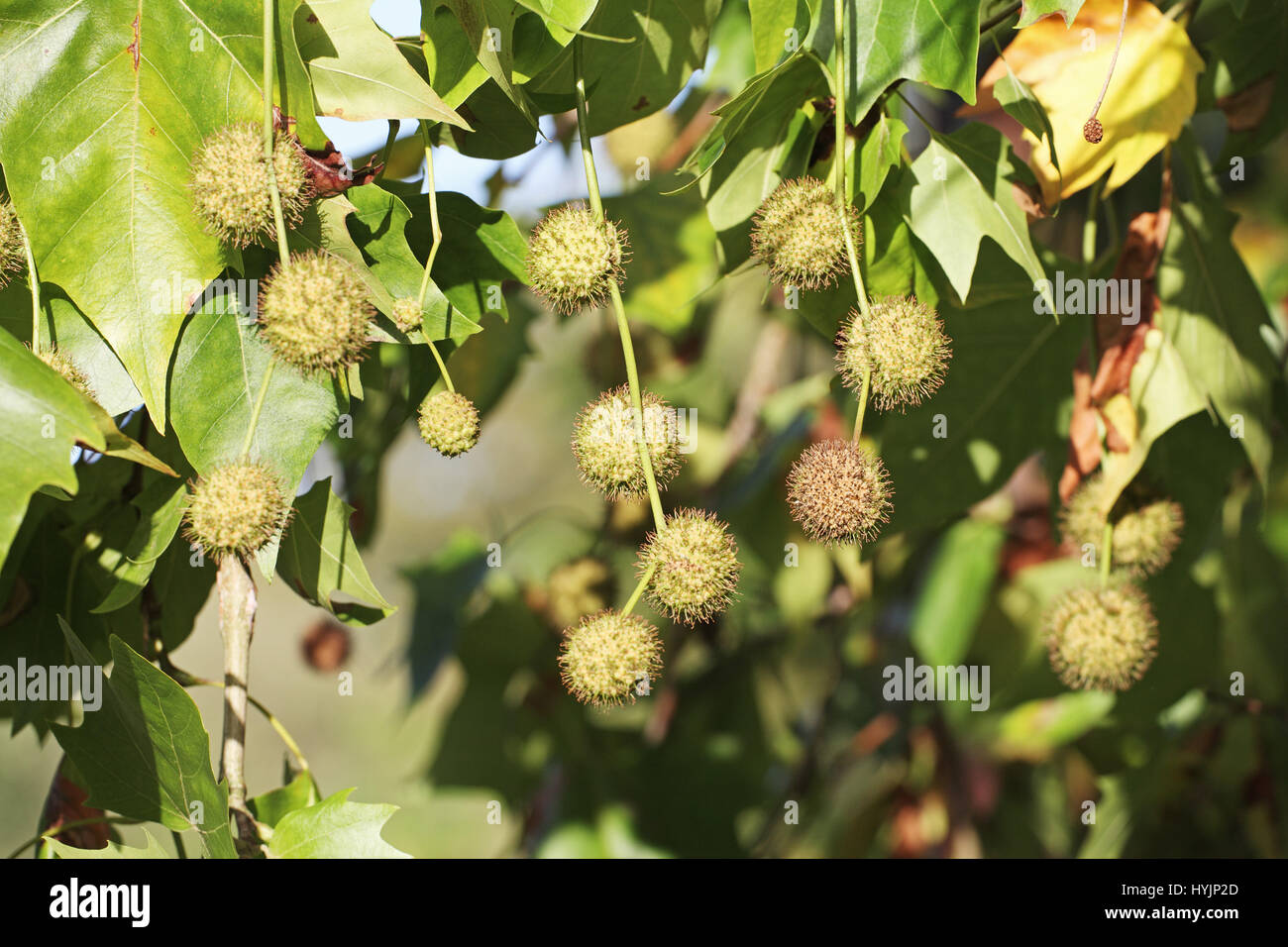 London plane Platanus x hispanica fruit Stock Photo - Alamy