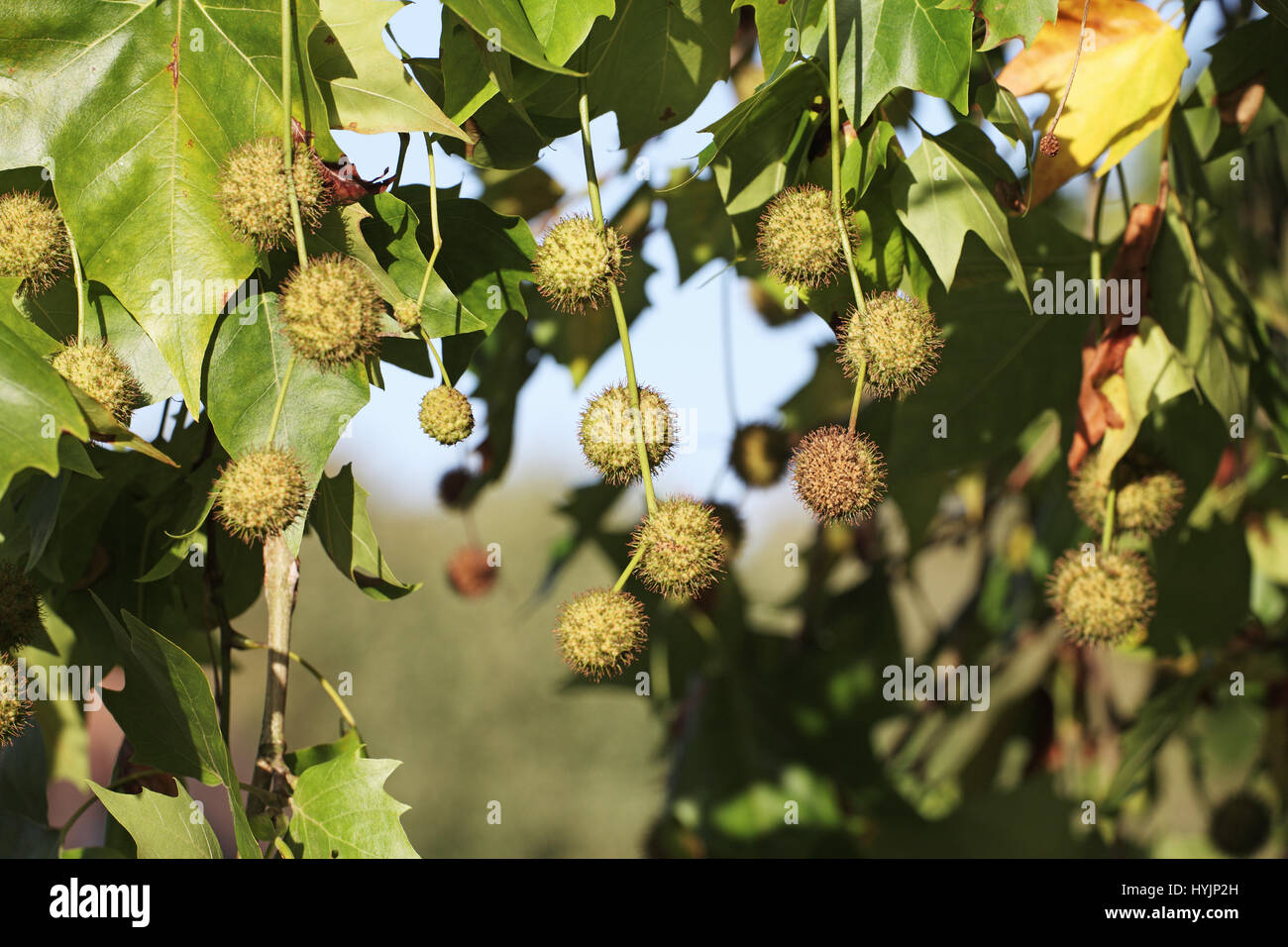London plane Platanus x hispanica fruit Stock Photo - Alamy