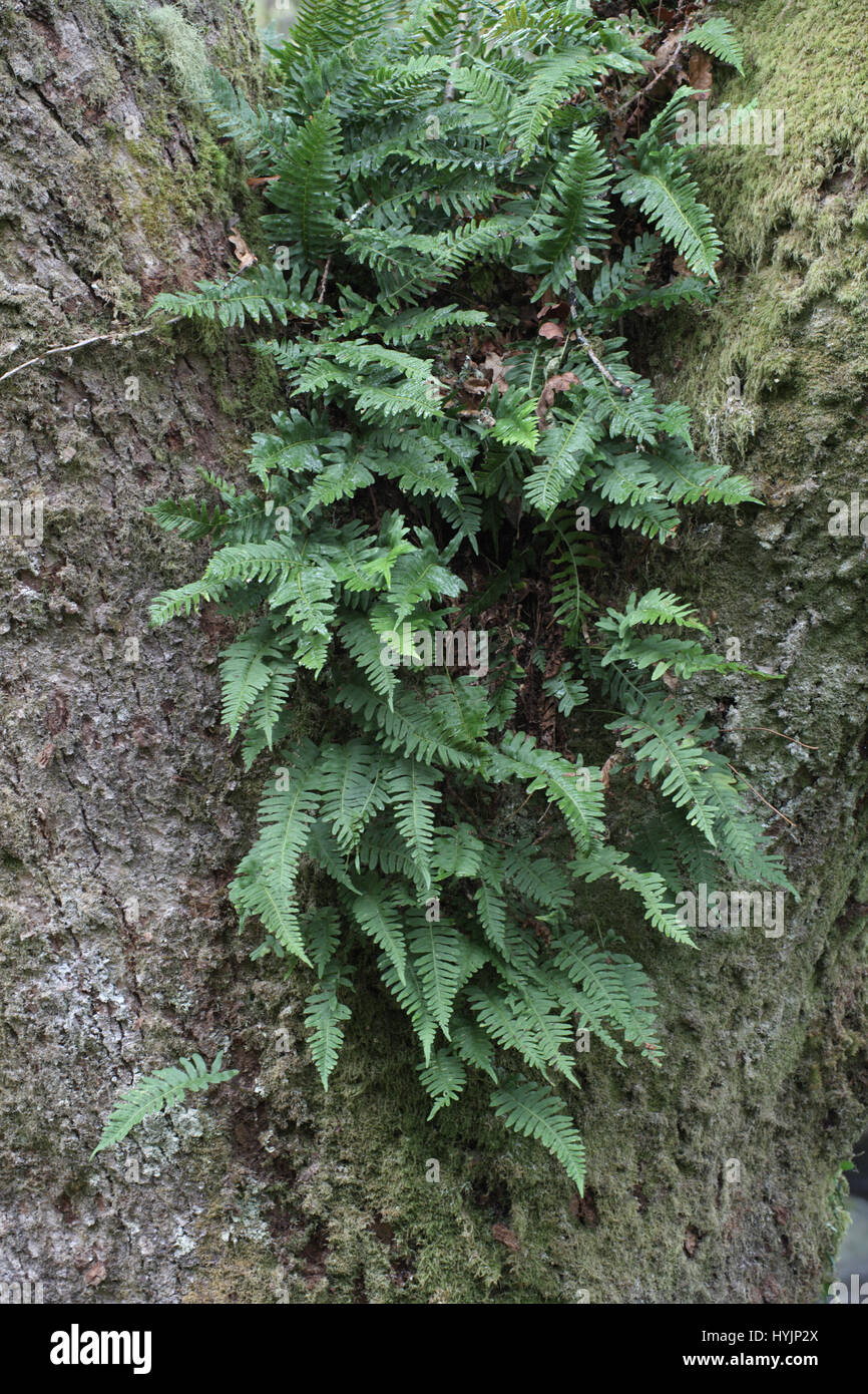 Common polypody Polypodium vulgare Stock Photo - Alamy