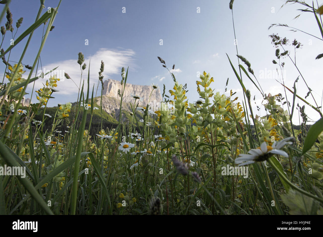 Greater yellow rattle in wild flower meadow with Mont Aiguille beyond ...