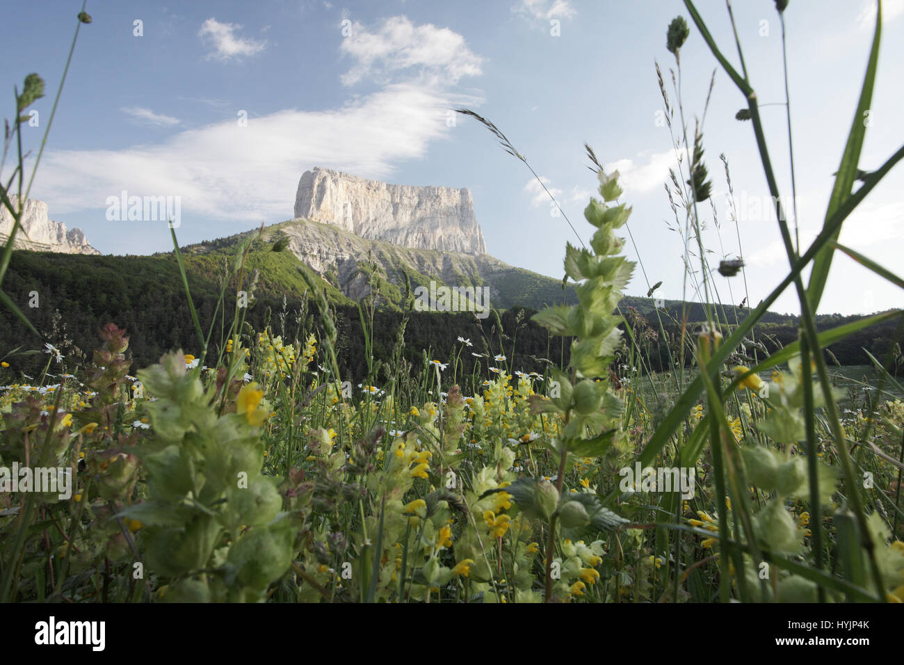 Greater yellow rattle in wild flower meadow with Mont Aiguille beyond ...
