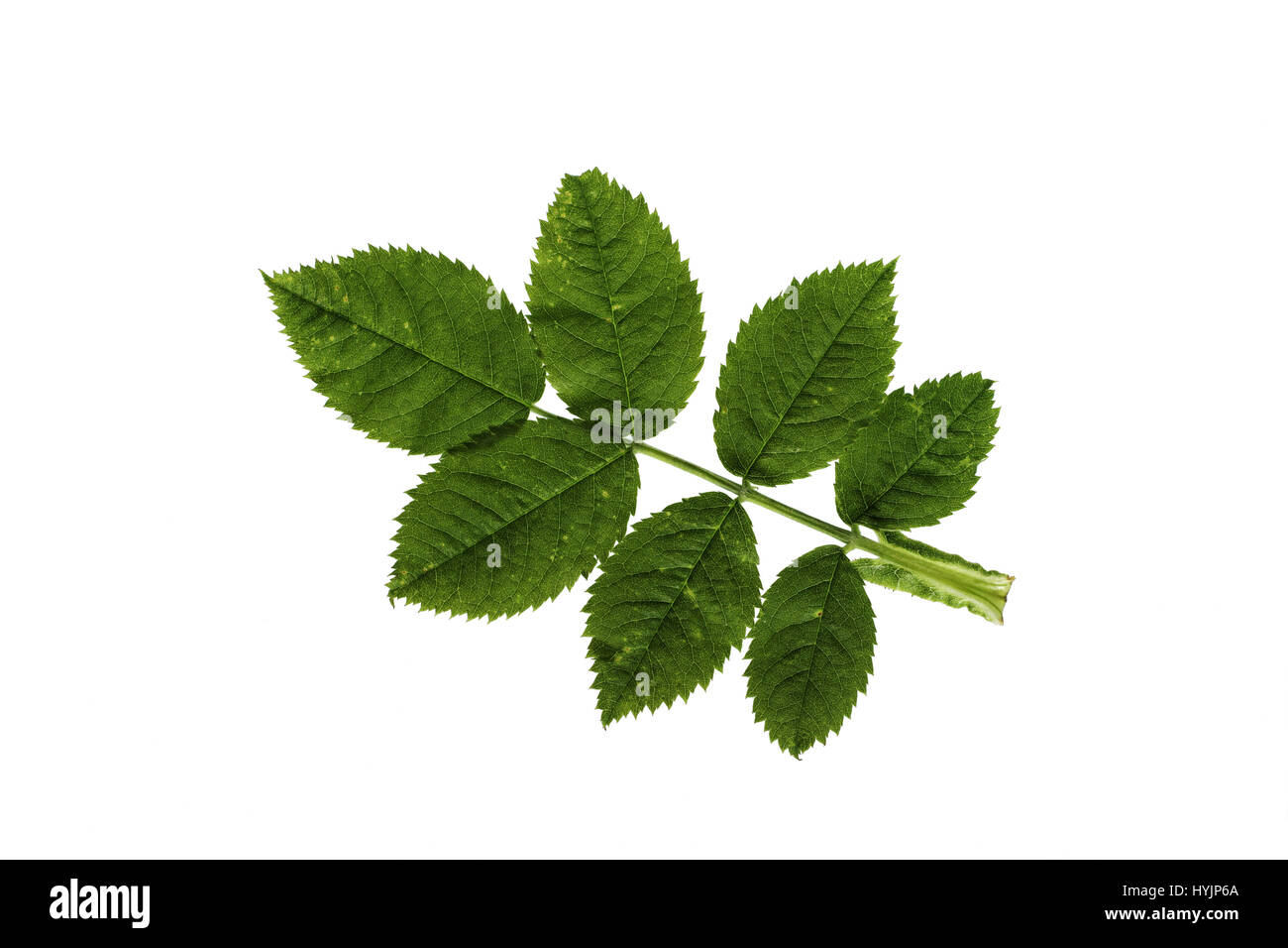Dog rose Rosa canina leaves (studio shot) September 2012 Stock Photo ...