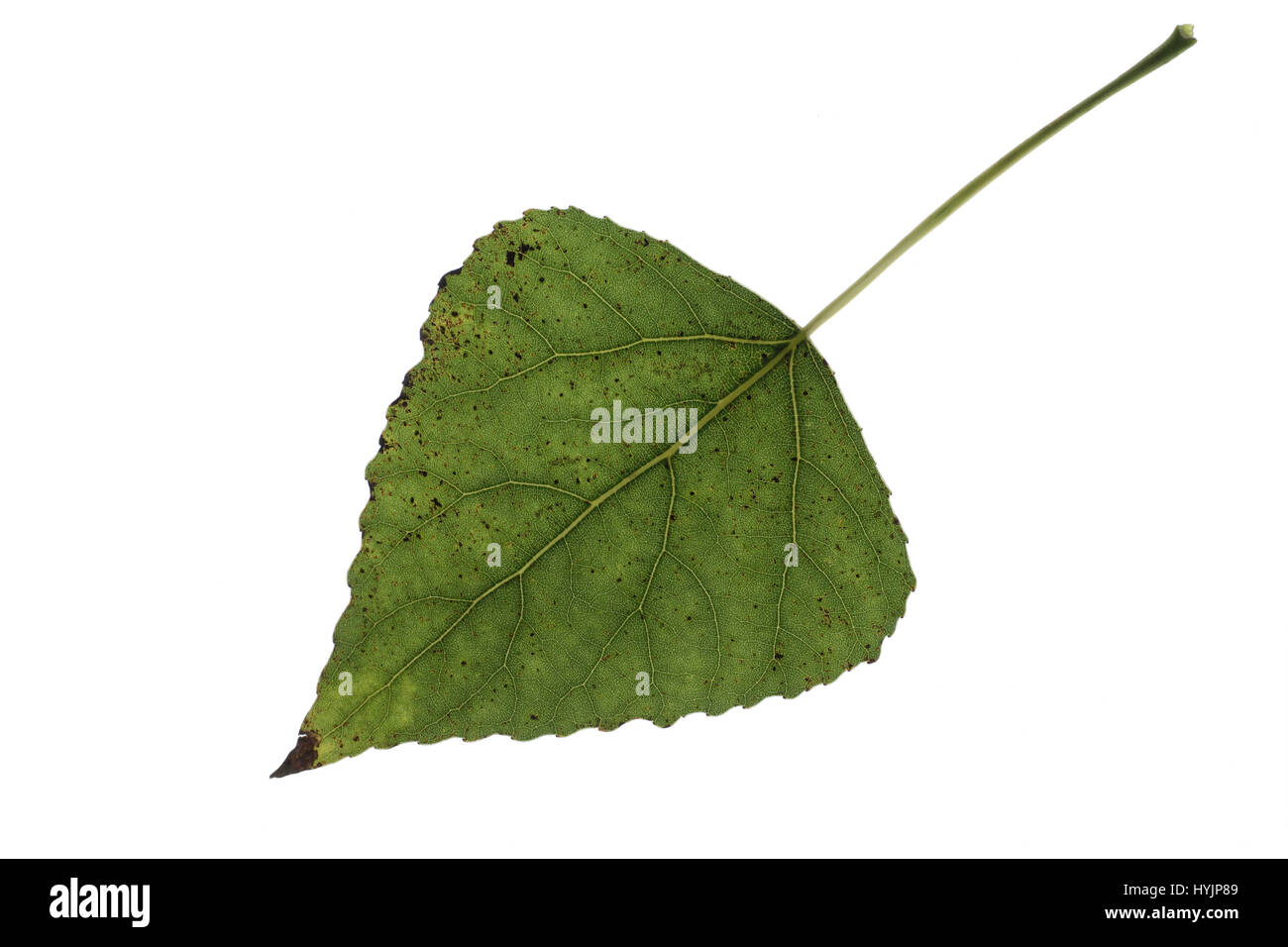 Poplar spp Populus spp leaf cut out Stock Photo - Alamy