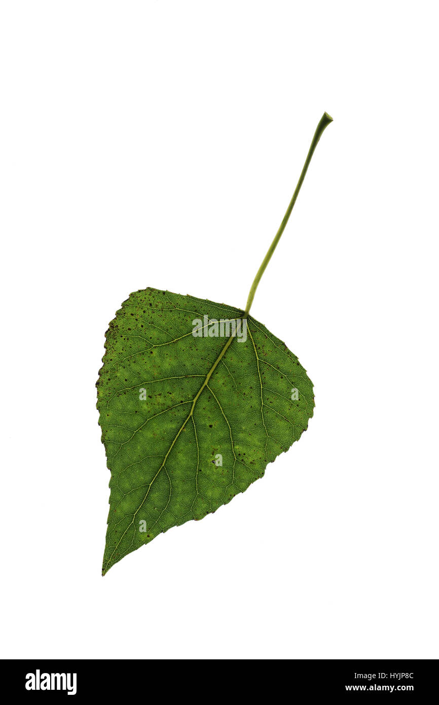 Populus Spp High Resolution Stock Photography and Images - Alamy