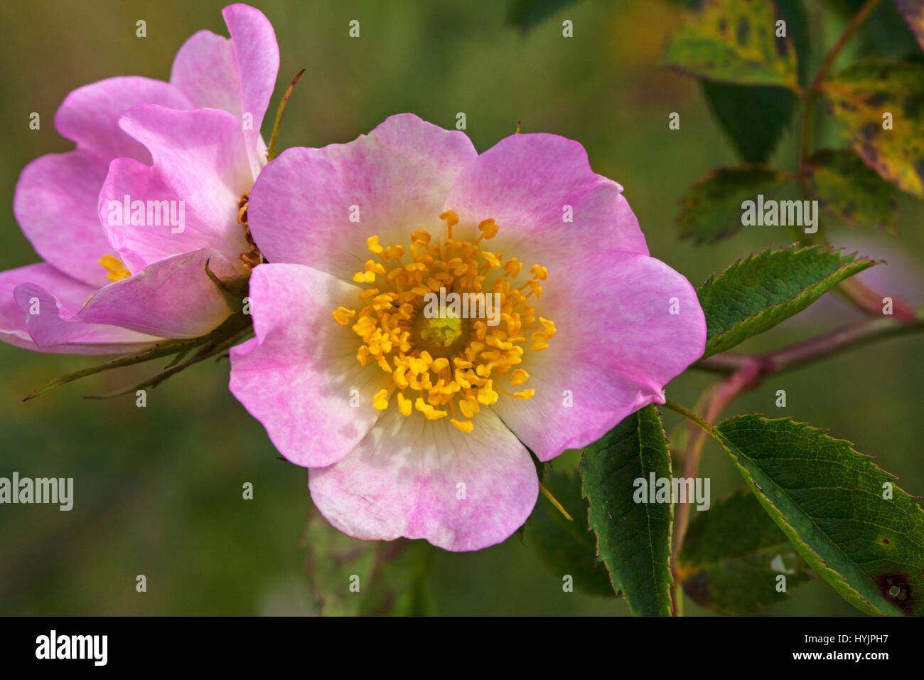 Dog rose Rosa canina close-up of flower with dew Vercors Regional ...
