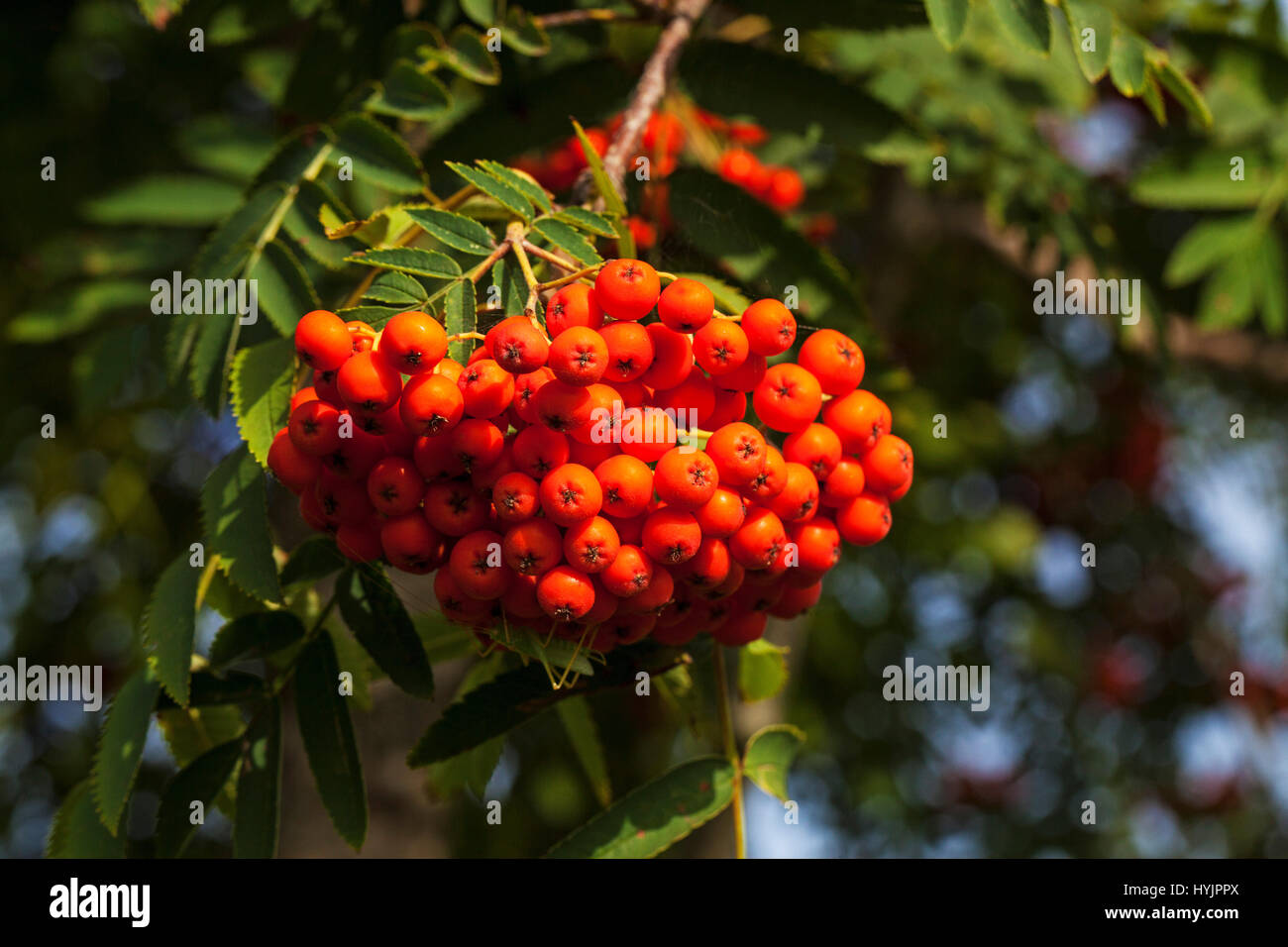 Sorbus Berries Tree Garden Uk Stock Photos & Sorbus Berries Tree Garden ...