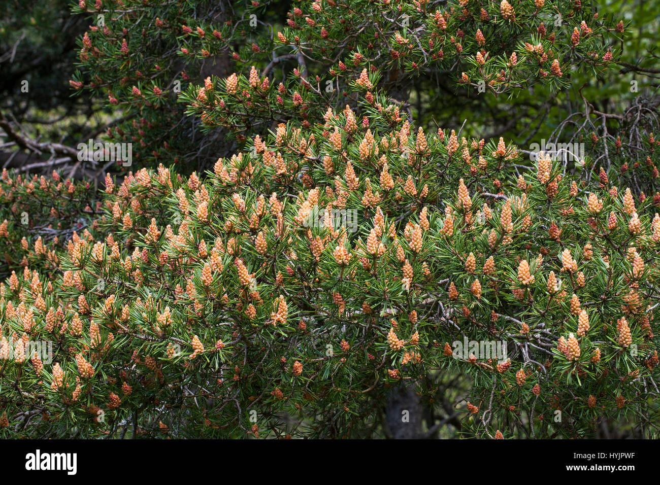 Scots pine Pinus sylvestris flowers Valley de Combeau Vercors Regional ...