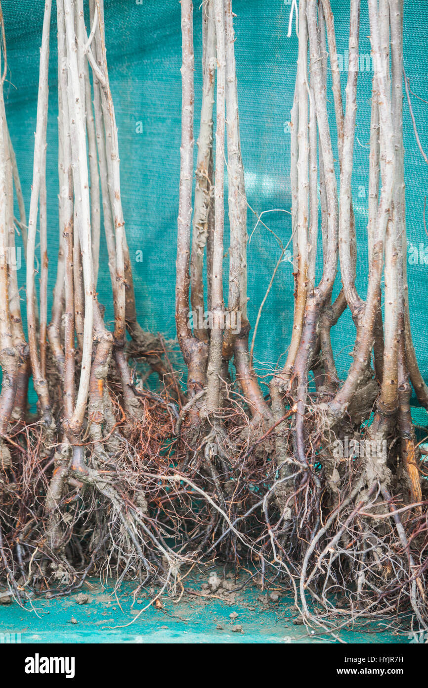 Image of some young trees, with roots, ready to be planted Stock Photo ...