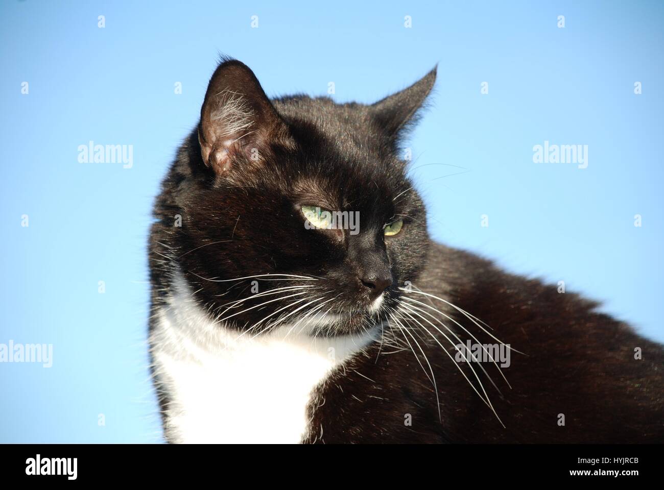Portrait of a senior black and white cat sitting on a garden fence ...