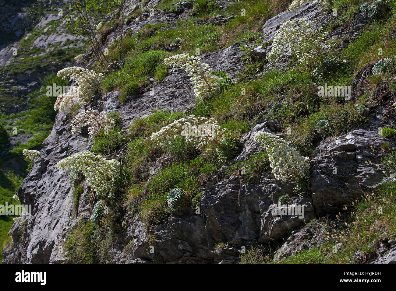 Pyrenean saxifrage Saxifraga longifolia Ossoue Valley Hautes Pyrenees ...
